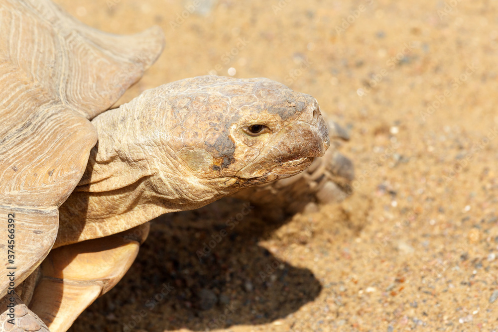 Very large turtle with powerful columnar legs and a relatively small ...