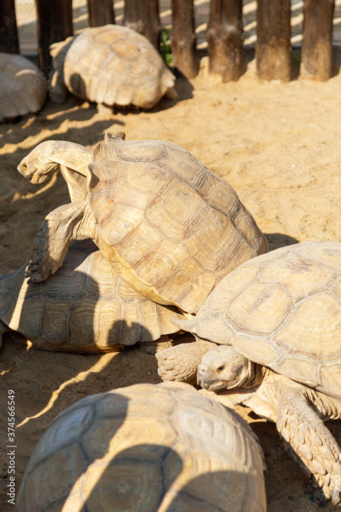 Gray turtles. Very large turtle with powerful columnar legs and ...