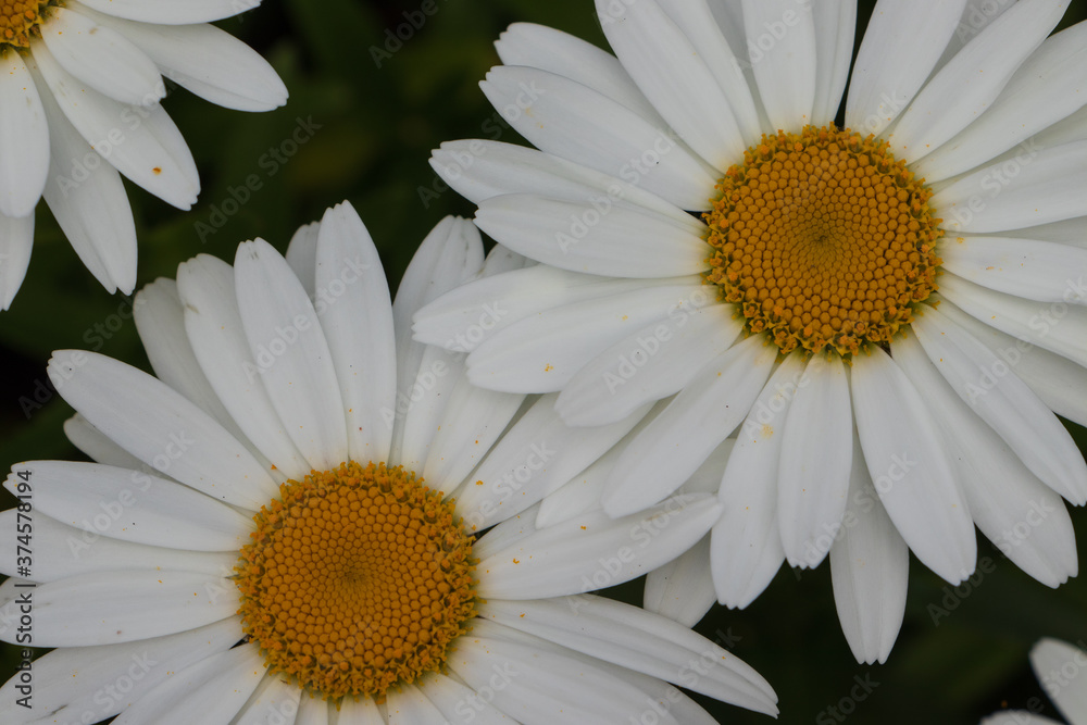 Closeup and top down perspective of two Oxeye daisy blossoms Stock ...