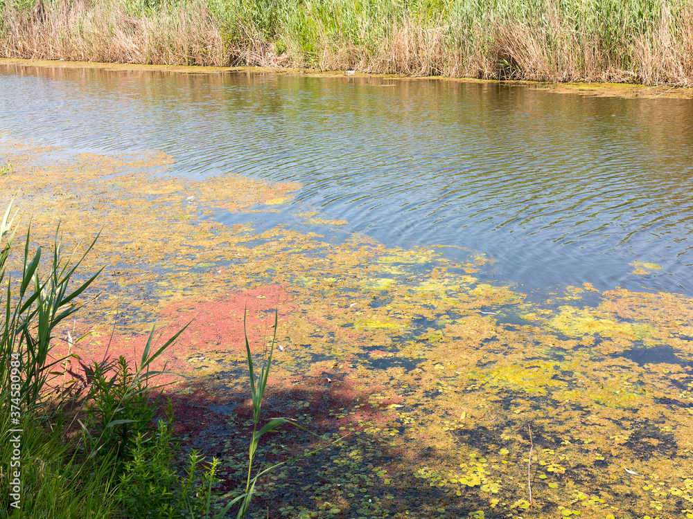 Water pollution environmental, blooming water. Algae growth forming ...