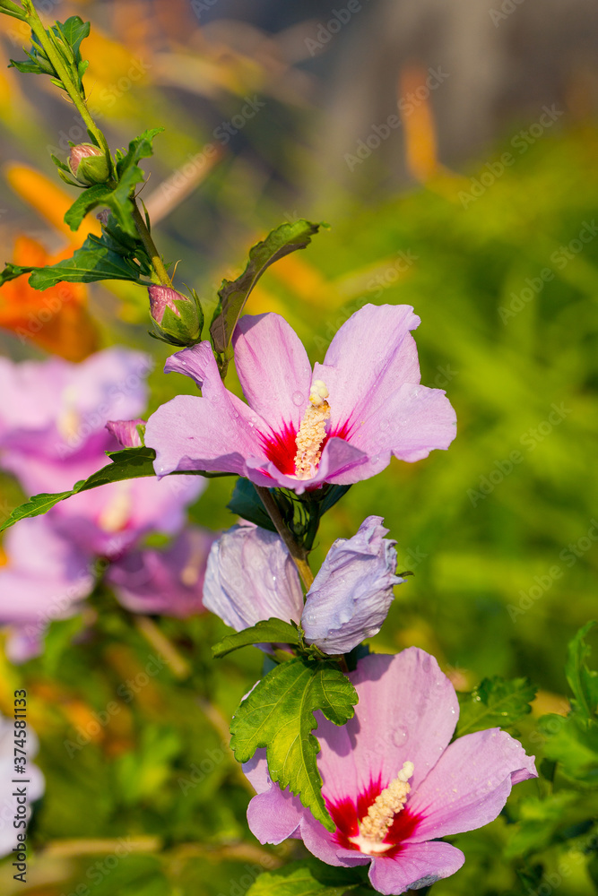 Beautiful large Althea flowering shrub in the sun. These beautiful ...