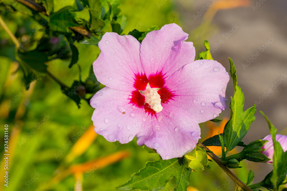 Beautiful large Althea flowering shrub in the sun. These beautiful ...