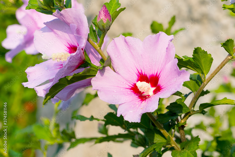 Beautiful large Althea flowering shrub in the sun. These beautiful ...