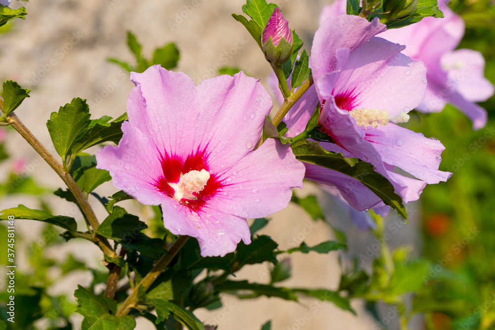 Beautiful large Althea flowering shrub in the sun. These beautiful ...