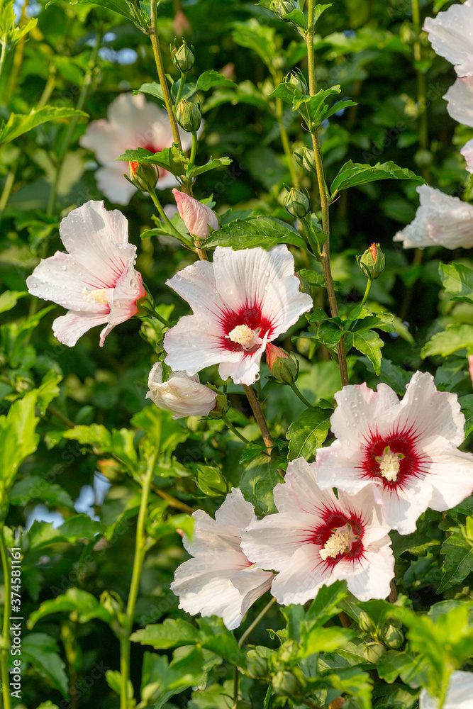 Beautiful large Althea flowering shrub in the sun. These beautiful ...