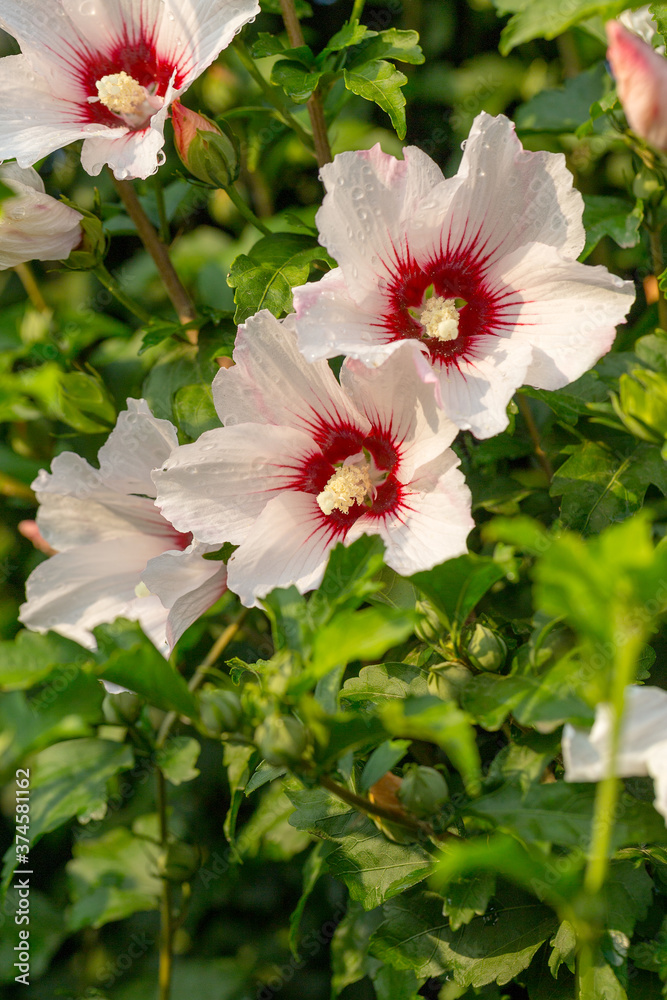 Beautiful large Althea flowering shrub in the sun. These beautiful ...