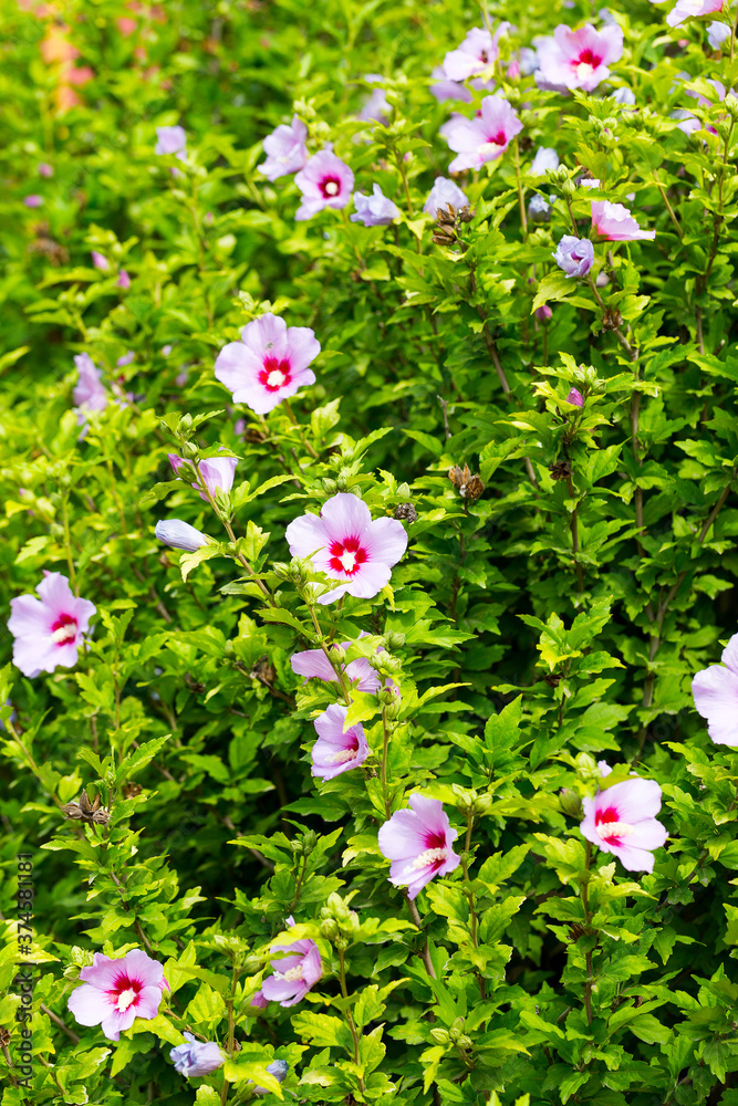 Beautiful large Althea flowering shrub in the sun. These beautiful ...