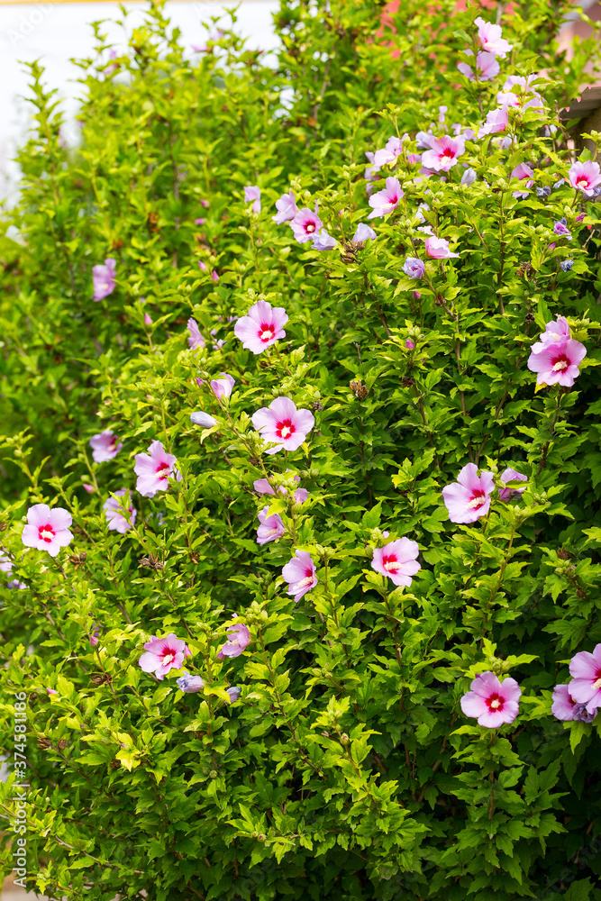 Beautiful large Althea flowering shrub in the sun. These beautiful ...