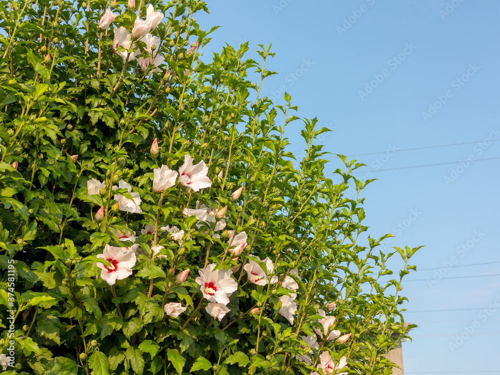 Beautiful large Althea flowering shrub in the sun. These beautiful ...