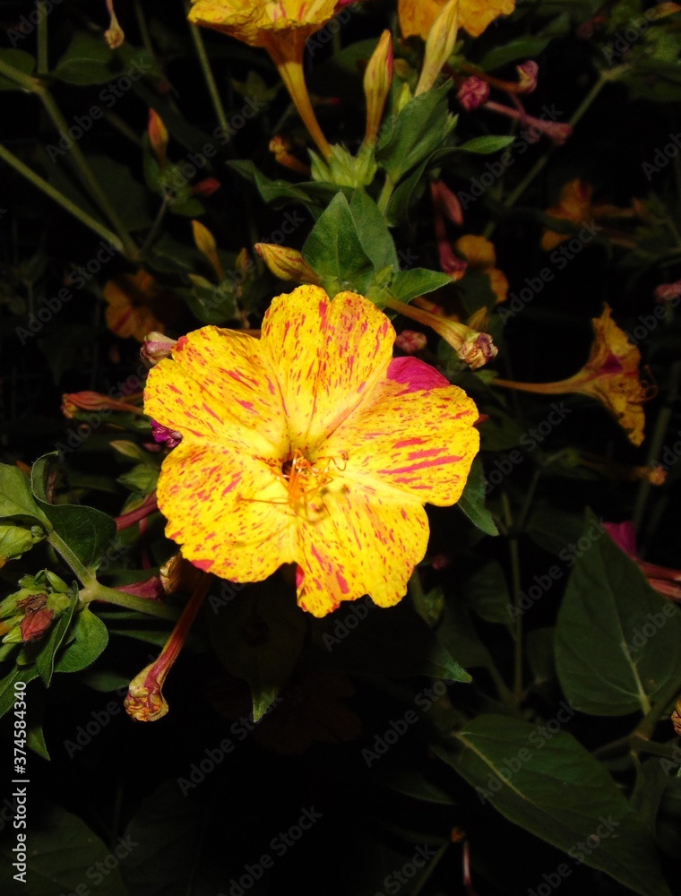 Bella Di Notte Flower - Home Alqu