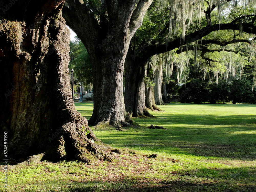 Massive oak trees in Audubon Park, Uptown New Orleans Stock Photo ...