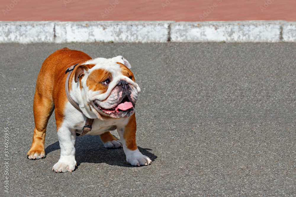 Giant English Bulldog