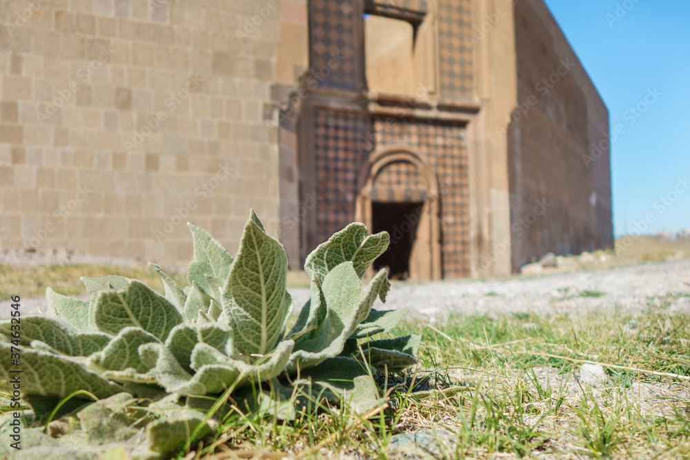 Close up view onto desert plants, & restored remains of ancient Seljuk ...