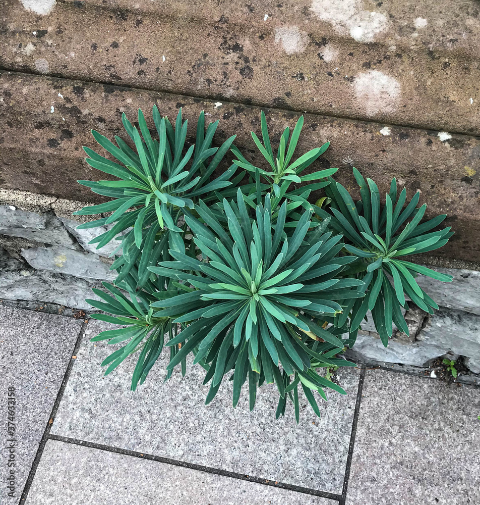 Mediterranean spurge growing on a street sidewalk. Green plant also ...