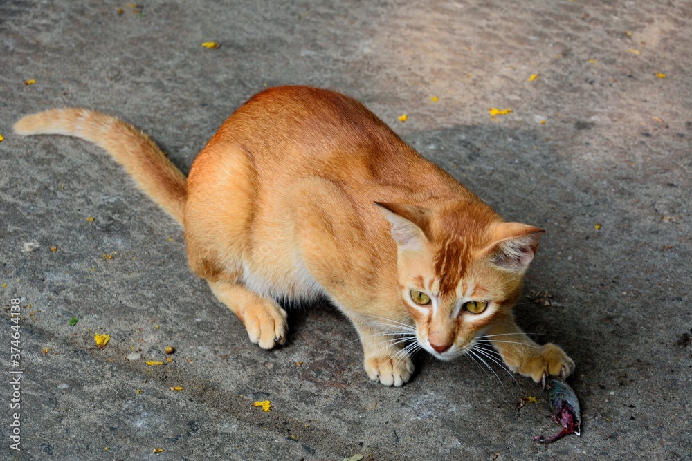 An Indian feral cat at the fish market in Kochi (Cochin), Kerala, India ...