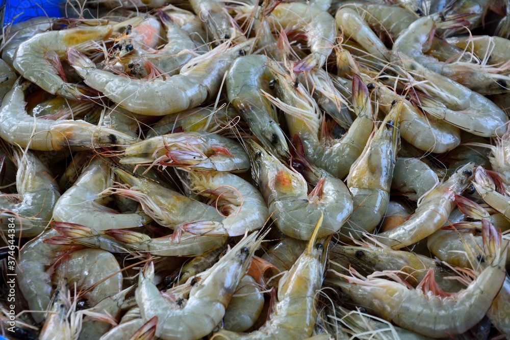 Penaeus monodon, commonly known as the giant tiger prawn, Asian tiger ...