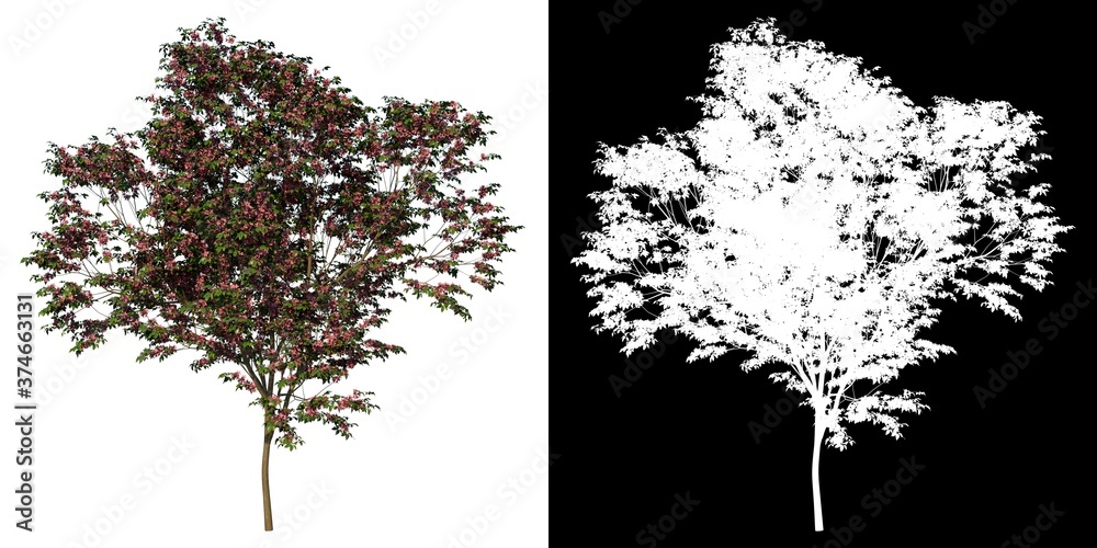 Front view of Tree ( Young Rosy trumpet pink poui Apamate Tree 2) Plant ...