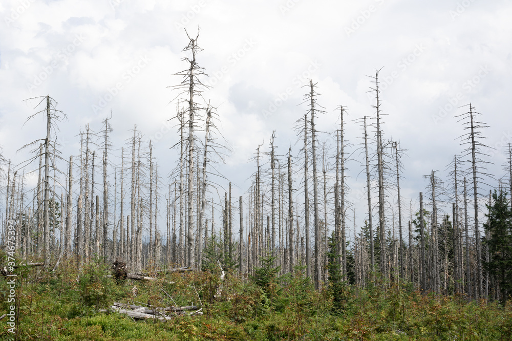 Forest and wood is damaged, destroyed and devastated by bark beetle ...