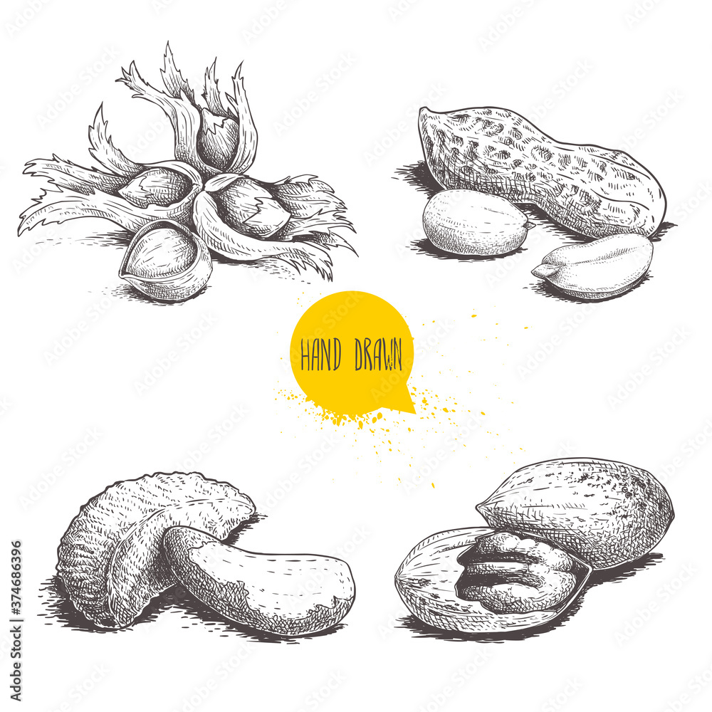 Hand drawn sketch style nuts set. Hazelnuts with leaves, peanuts ...