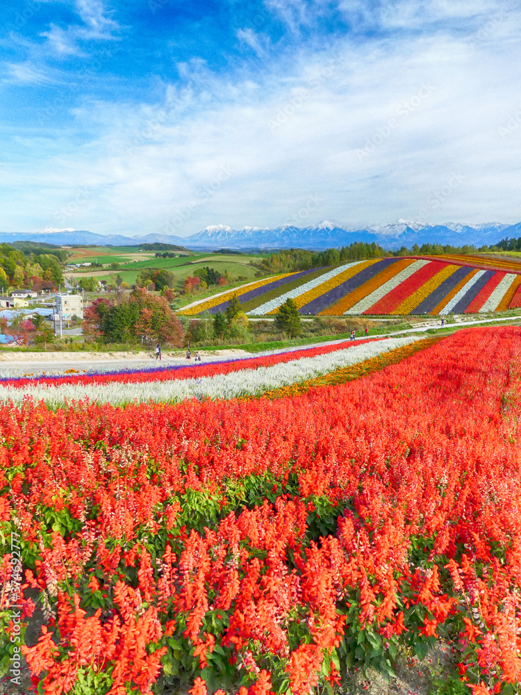 Colorful flower field with snow mountain background in Shikisai-no-oka ...
