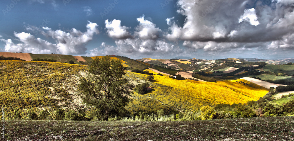 Italian countryside in the summer with powerful sky, sunflower fields ...