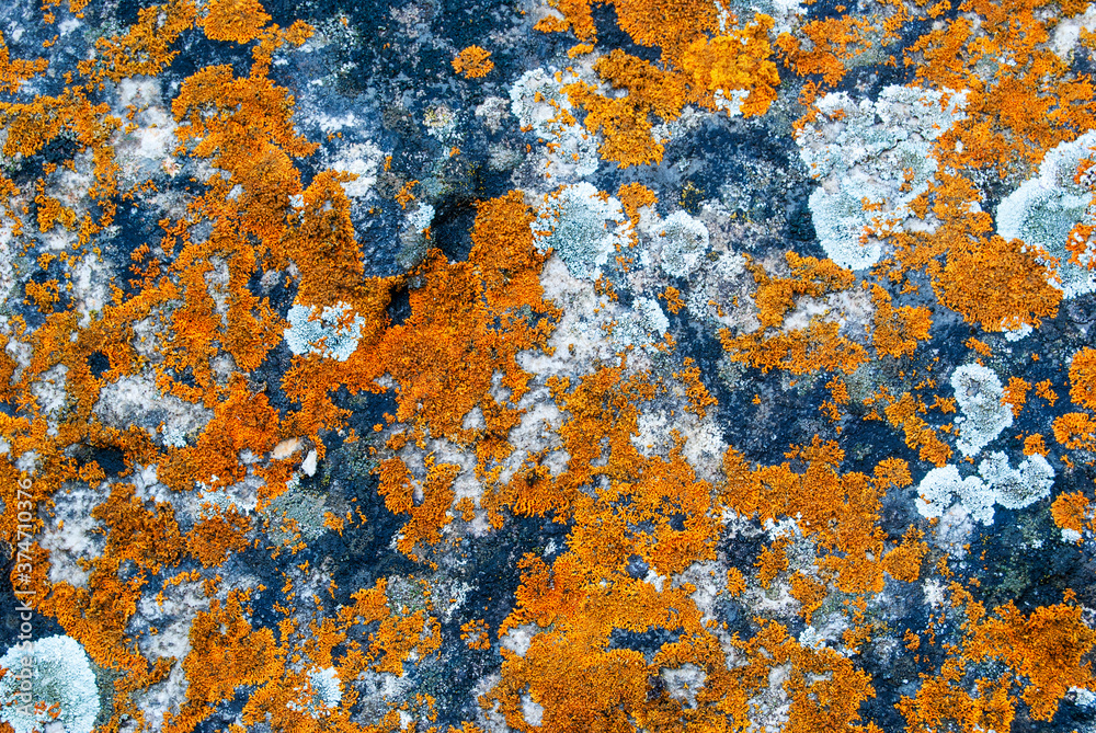 Foto de Lichens grow on the surface of the stone (lat. Xanthoria ...