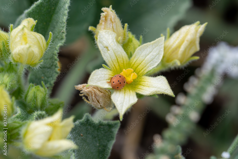 Melon ladybug (Henosepilachna argus) on a flower of a "Gherkin of the ...