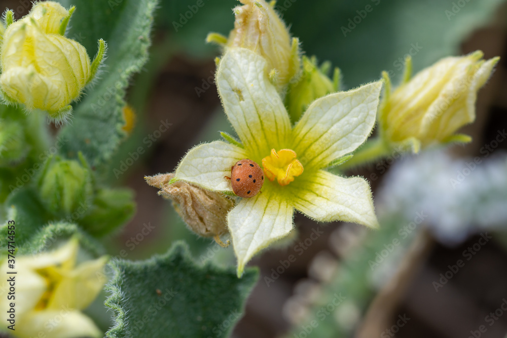 Melon ladybug (Henosepilachna argus) on a flower of a "Gherkin of the ...