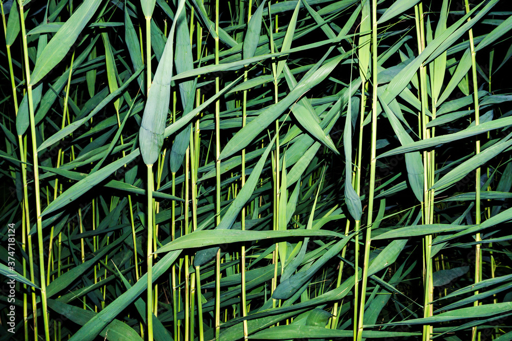 Green grass by the river background. Typha latifolia plant. Common ...