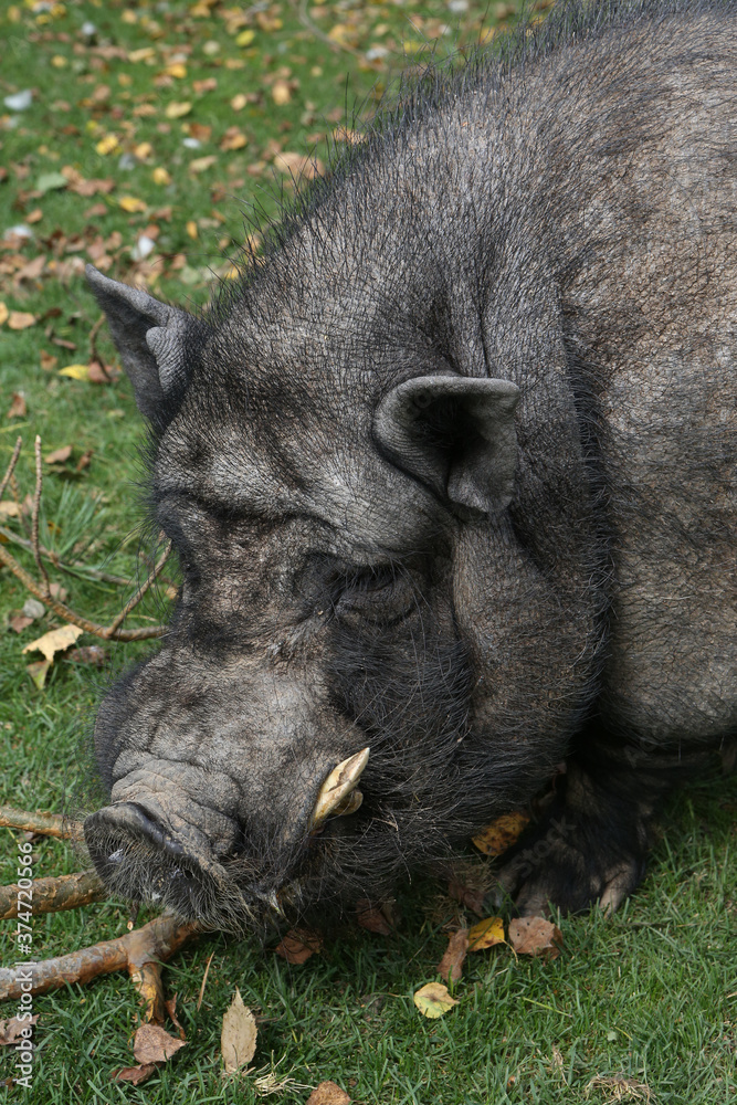 Vietnamese Pot-bellied - traditional Vietnamese breed of small domestic ...
