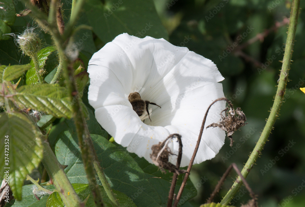Bumble bee pollinating a bind weed flower with a green background and ...