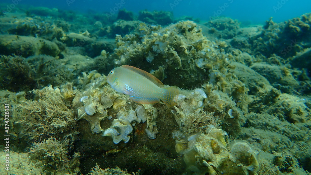 Pearly razorfish or cleaver wrasse (Xyrichtys novacula) undersea ...