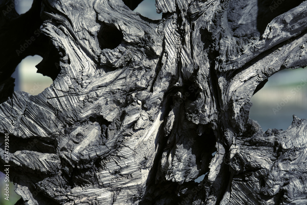 Cut dry root system of the tree. Wooden abstraction. Stock Photo ...