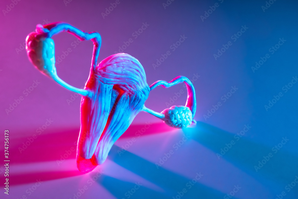 Layout of the female uterus. Female reproductive system. Female ...