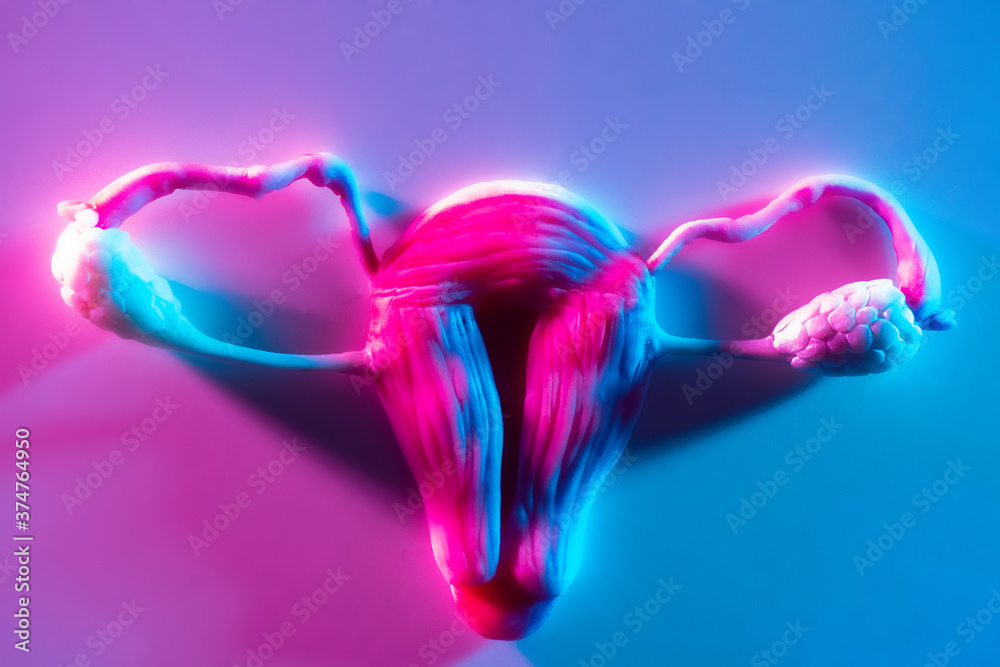 Uterus. Female reproductive system. Female reproductive organs. Human ...