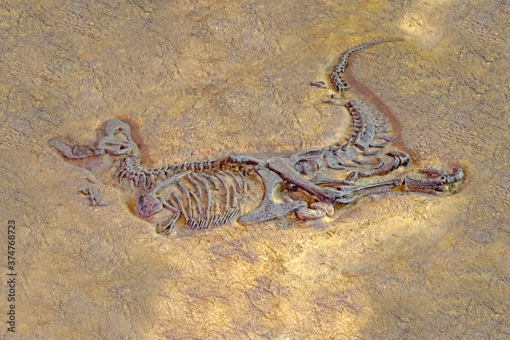 Tyrannosaurus rex fossil. T.rex was one of the largest meat-eating ...