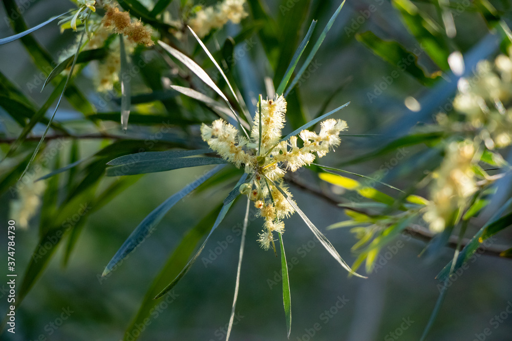 Acacia doratoxylon or 'currawang' is an Australian native tree often ...