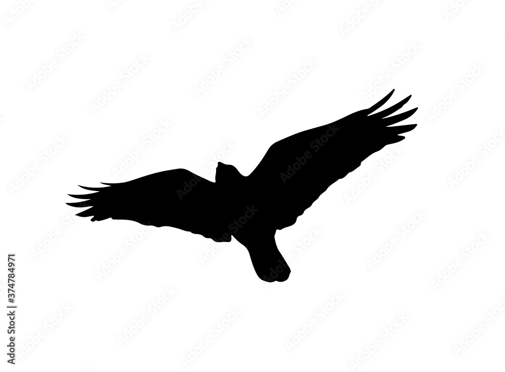 Raven in flight silhouette Stock Illustration | Adobe Stock