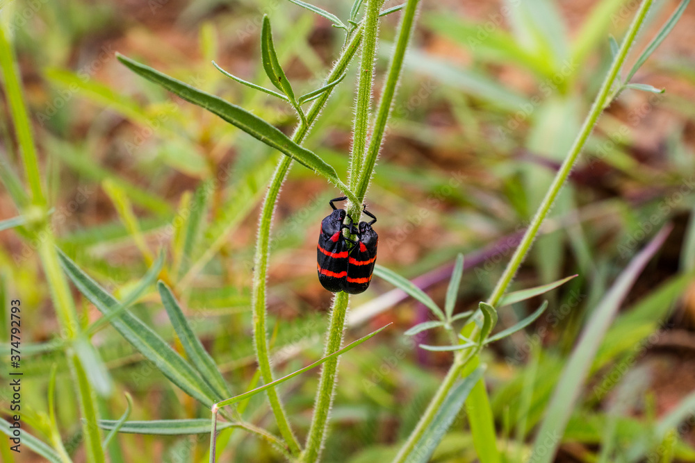 pareja de insectos negro y rojo en pasto Stock Photo | Adobe Stock