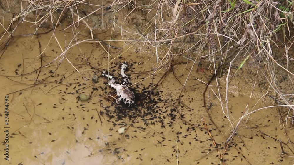 Tropical frog died and many tadpoles gathered around it. Decomposing ...