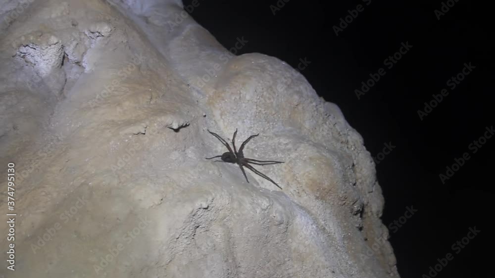 Cave spider, wolf spider, speleobios (cave community). Caves in the ...