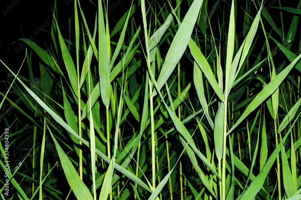 Green grass by the river background. Typha latifolia plant. Common ...