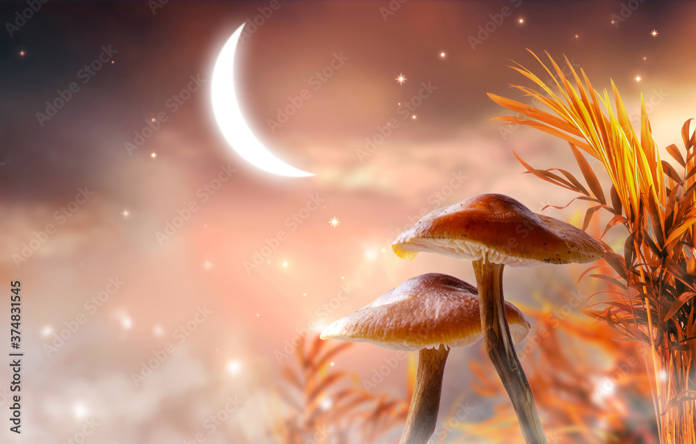 Enchanted Sky Wallpaper