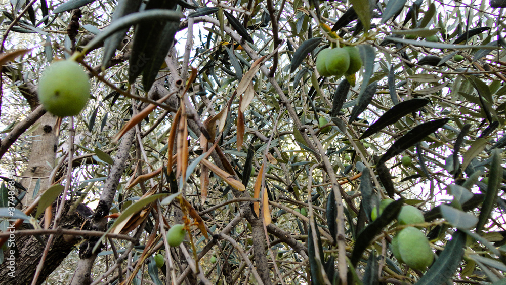 Olive tree with old textured trunk. Old olive trees with intertwined ...