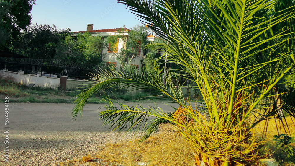 The sharp leaves of a palm tree. Palm leaf on nature green texture ...