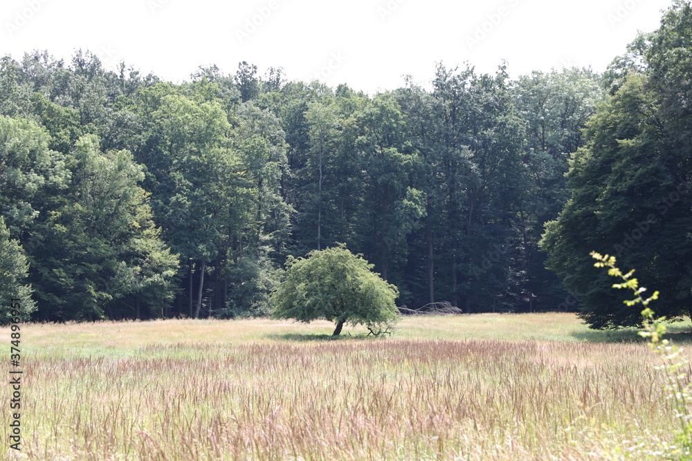 Ein einsamer Baum auf einer Wiese umgeben von einem Wald Stock Photo ...