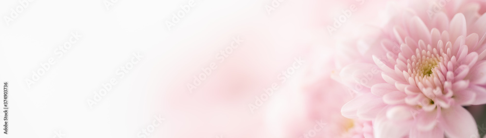 Nature of pink flower in garden using as cover page background natural ...