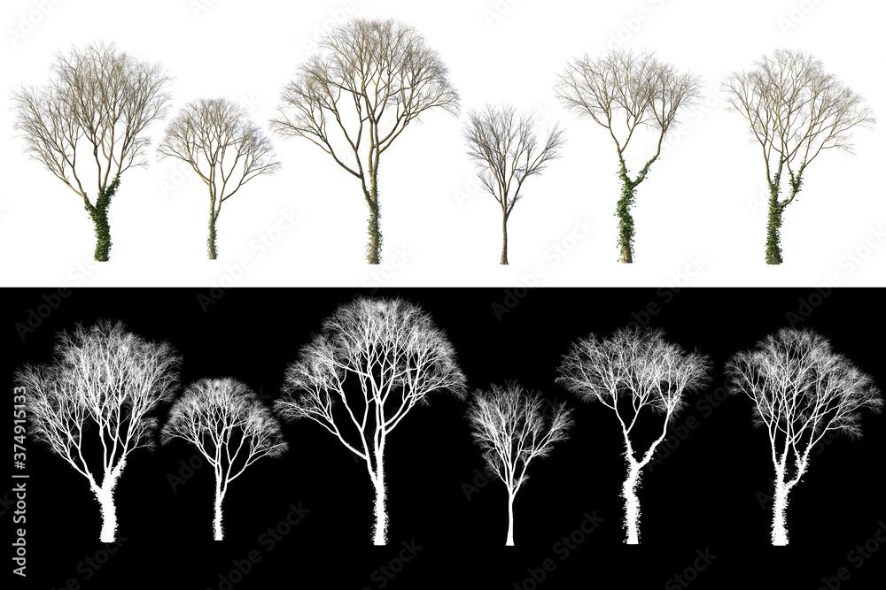Trees collection without leaves isolated on white background with alfa ...