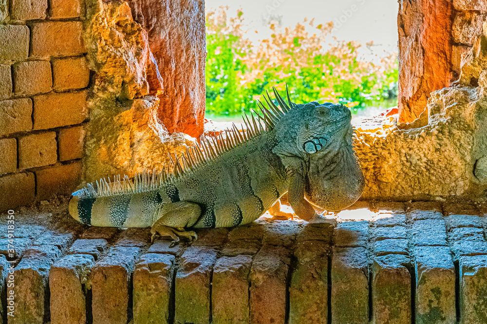 Green iguana iguana, also known as the American iguana in the loophole ...