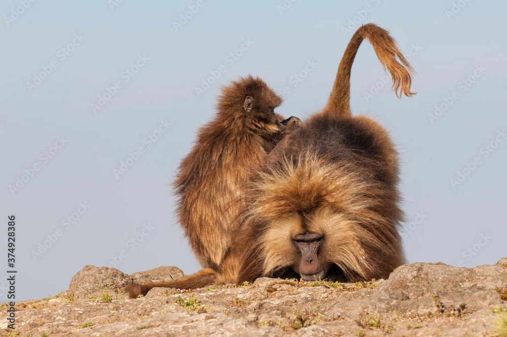 Gelada baboon (Theropithecus Gelada) grooming each other, Simien ...